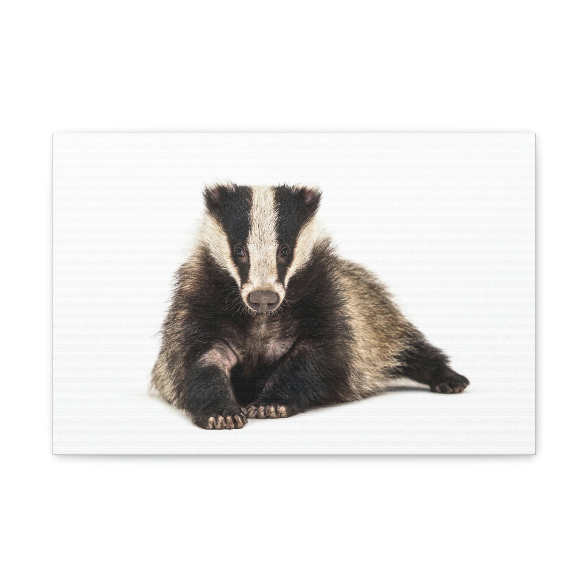 Laying Down Badger Print Animal Wall Art Wildlife Canvas Prints Wall ...