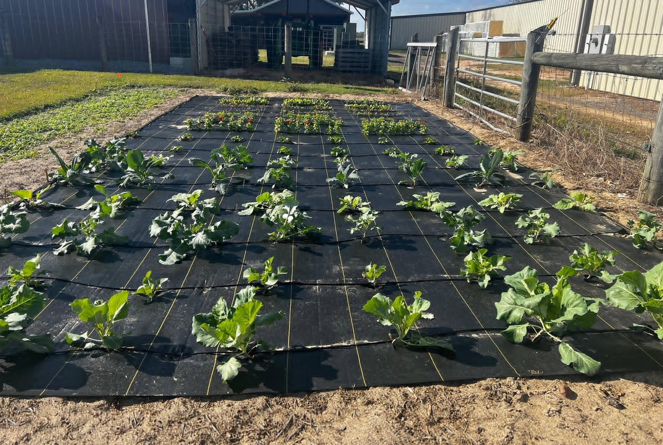 Lazy Garden Kit | 15' x 20' Ground Cover | Irrigation System - Walmart.com