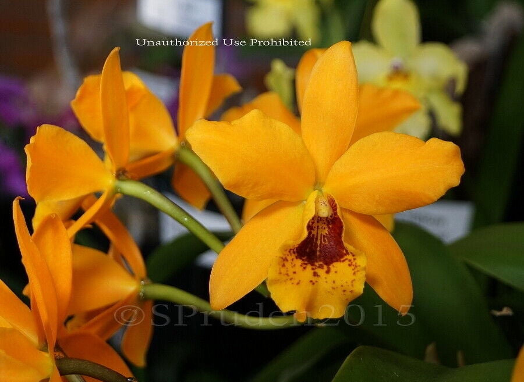 Lc Gold Digger 'Orglades Manderin', orchid, SHIPPED IN POT - Walmart.com