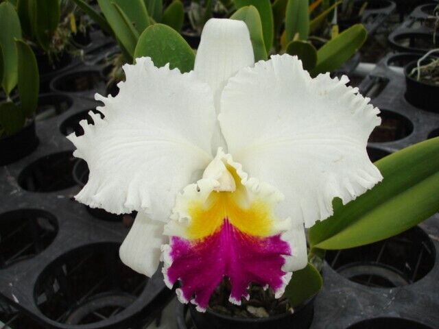 Lc Nippon 'Livinza', orchid plant, SHIPPED IN POT - Walmart.com