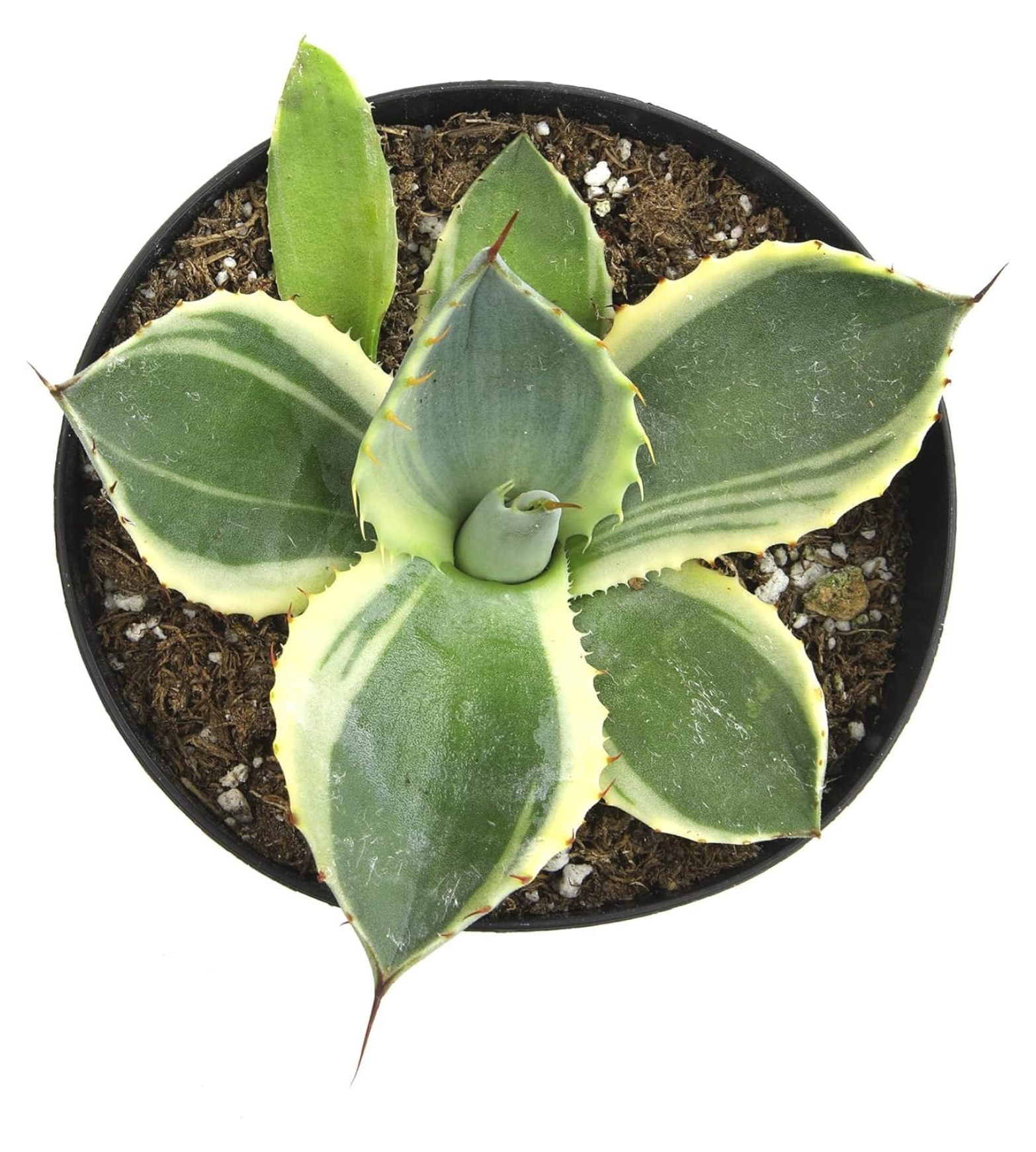 LcXctD Rare Agave parryi truncata 'Orizaba', Exotic Succulent & Blue ...