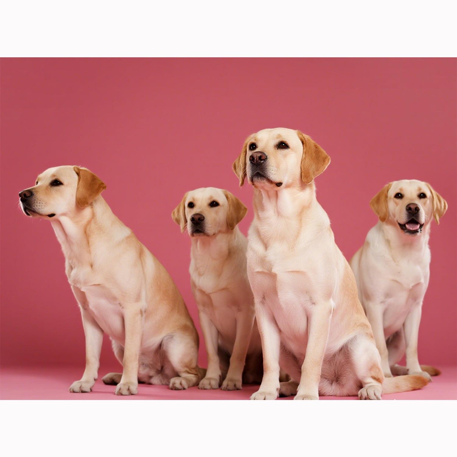 Lcdjbfbf Animal 5D Diamond Art Kit,Labrador Retriever Paint by Number ...