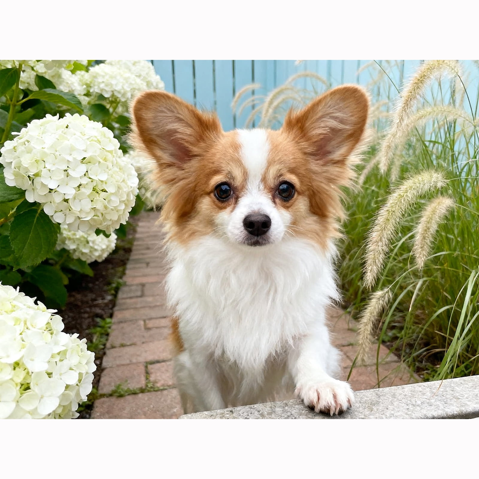 Lcdjbfbf Papillon Art Decor,for Beginners by Number Diamond Painting ...