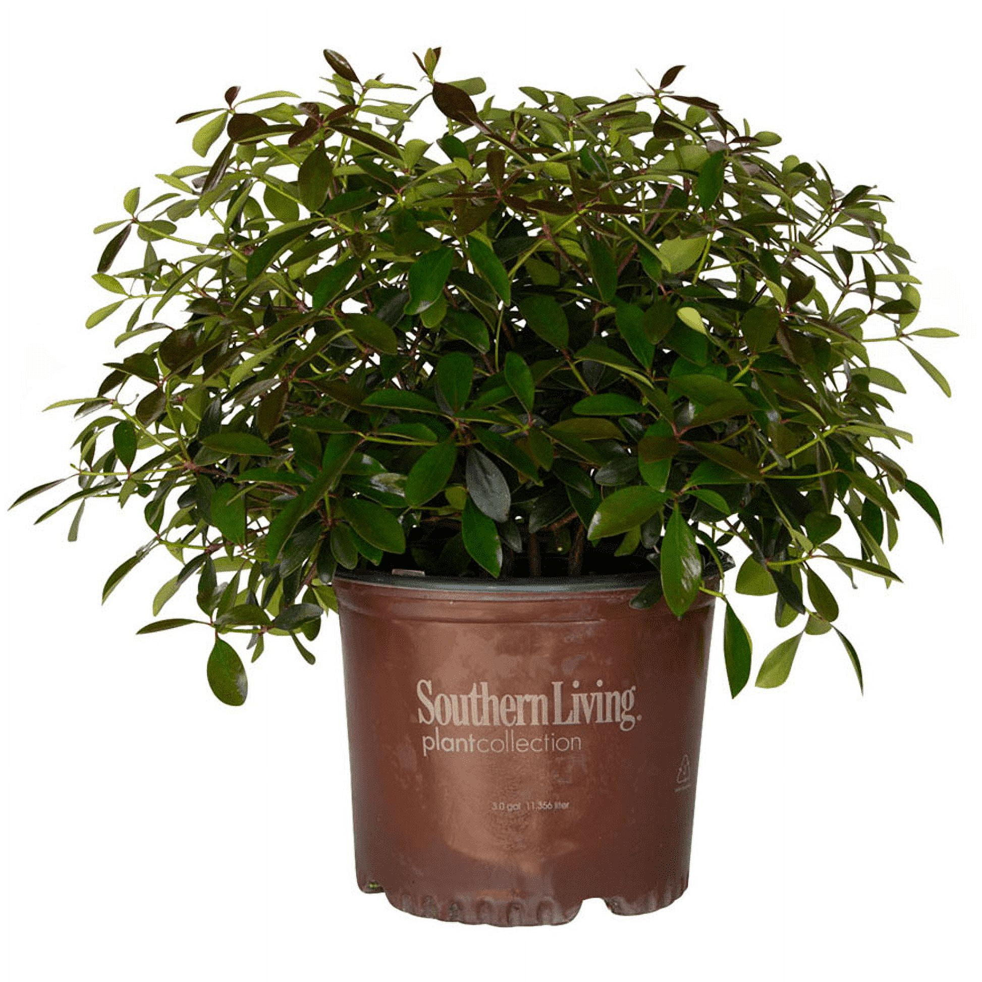 Southern Living LeAnn Cleyera Live Shrub in 3-Gallon Grower Pot ...