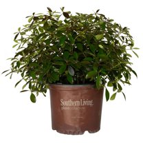 Southern Living Oakland Holly Live Shrub in 3-Gallon Grower Pot ...