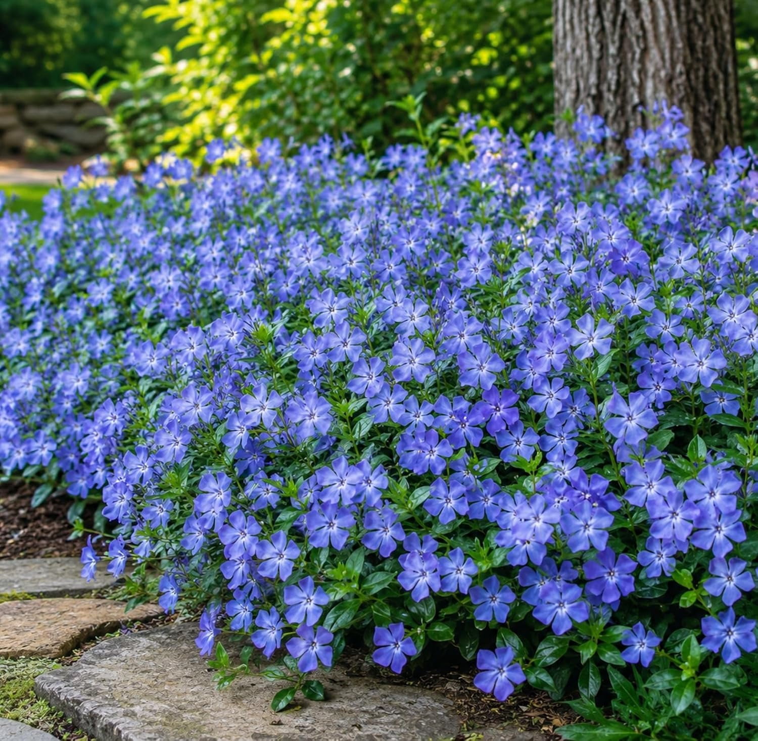 Leadwood Live Plant Plugs – Ceratostigma plumbaginoides Hardy Ground ...
