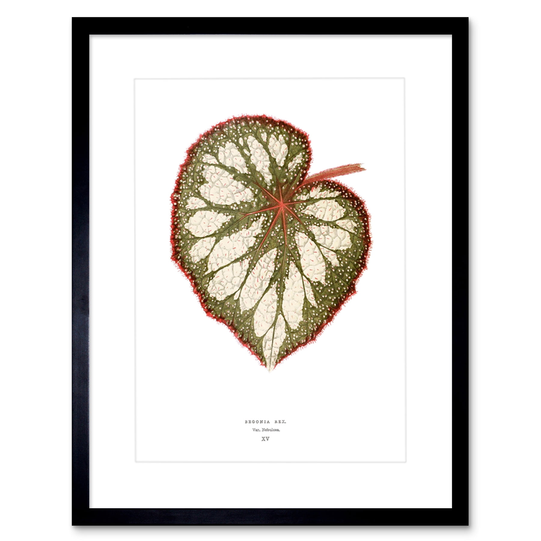 Leaf Begonia Rex Nebulosa Art Print Framed Poster Wall Decor 9x7 inch ...