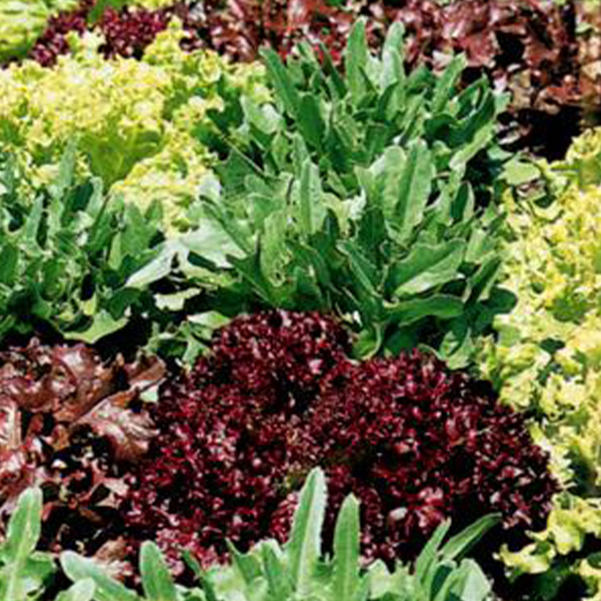 Leaf Blend Lettuce Mix - 500 mg ~300 Seeds - Open Pollinated, Non-GMO ...