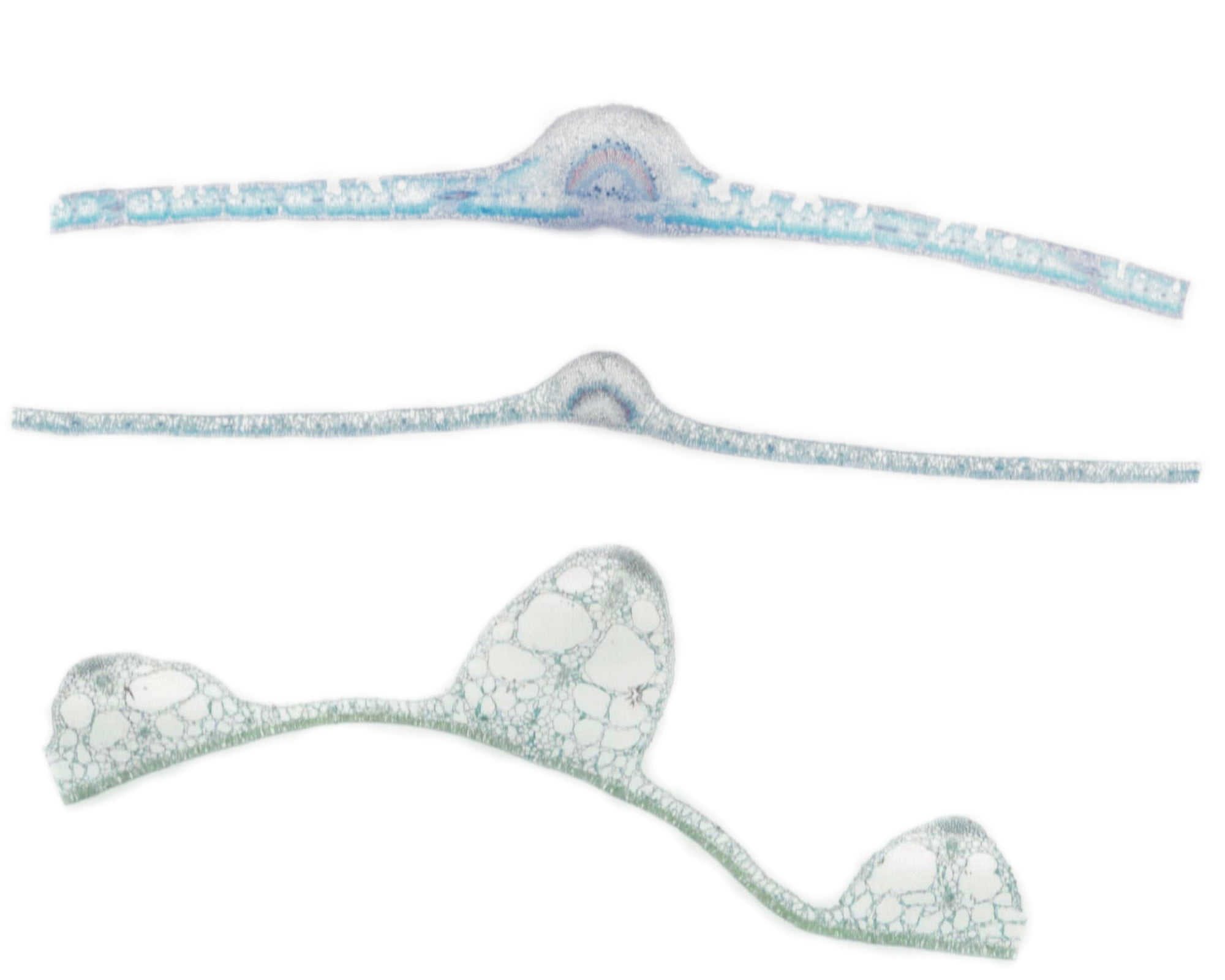 Leaf Composite; Showing Hydrophytic, Mesophytic, and Xerophytic Leaves ...