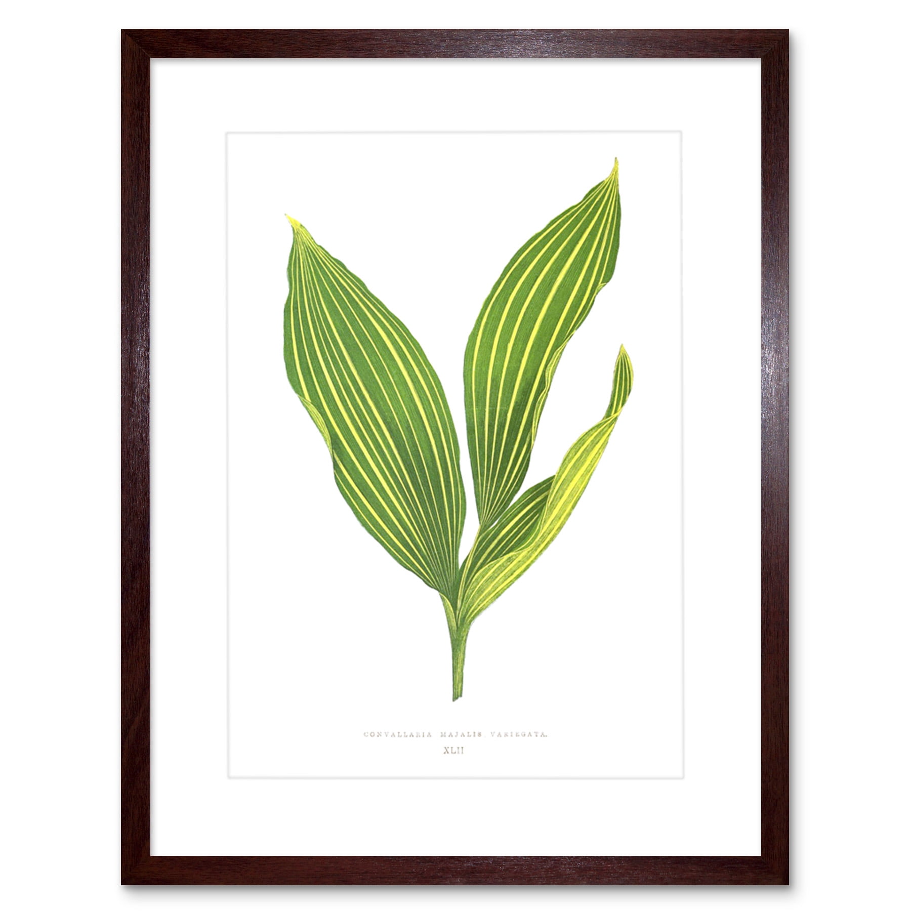 Leaf Convallaria Majalis Variegata Art Print Framed Poster Wall Decor ...
