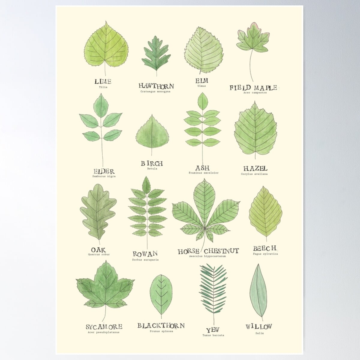 Leaf ID Chart Poster, 18x24 UNFRAMED - Walmart.com