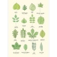 Leaf ID Chart Poster Framed-unframed - Walmart.com