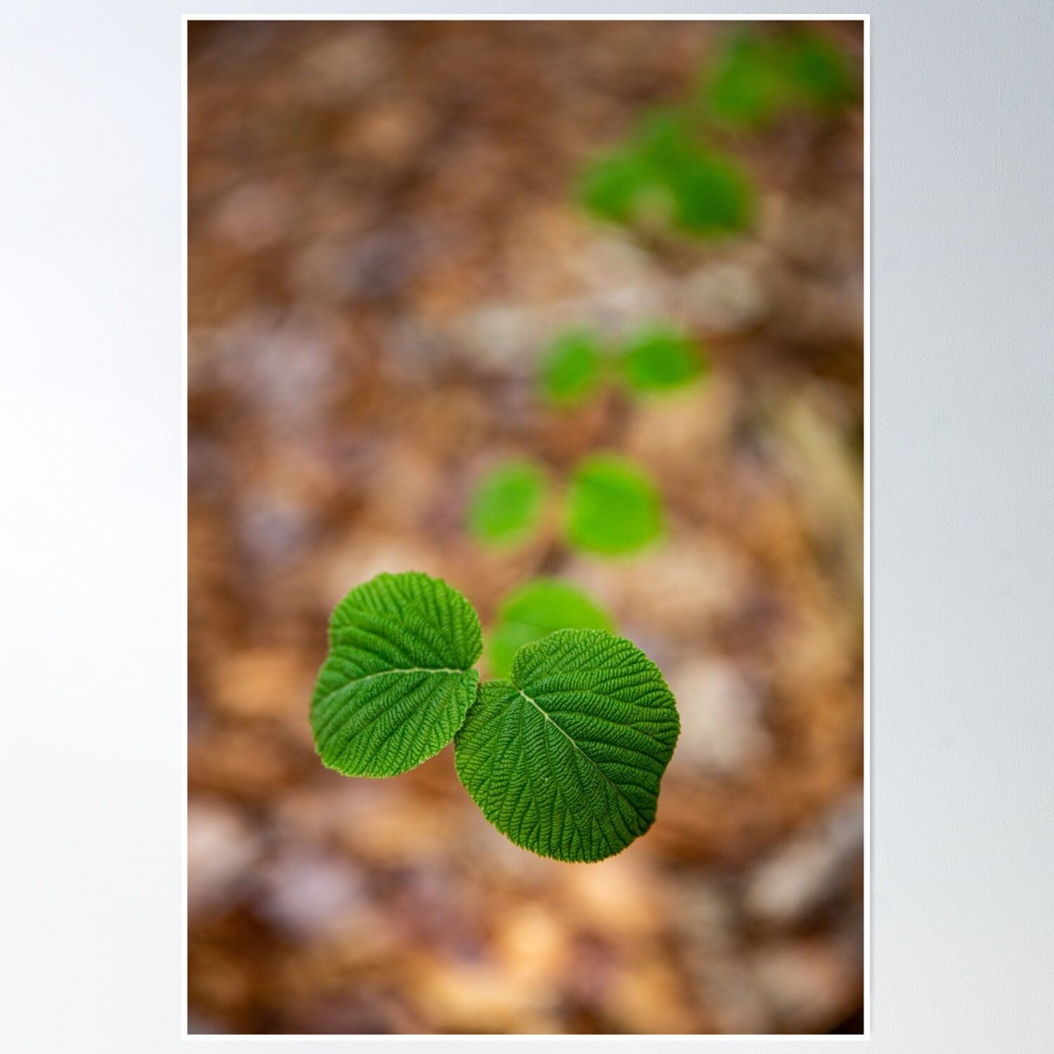 Leaf Ladder Poster Wall Art, Modern Wall Decor, 12x18 UNFRAMED ...