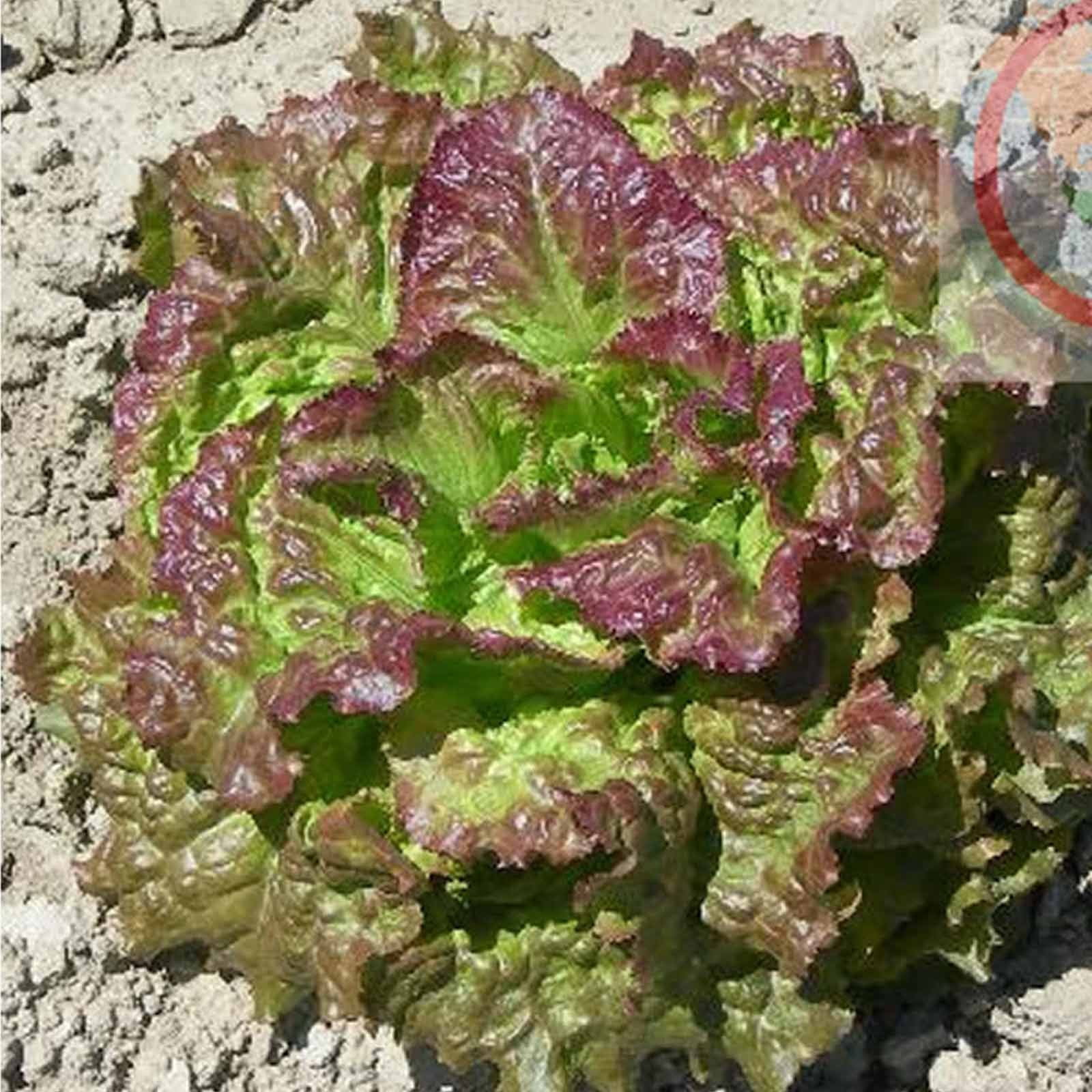 Leaf Lettuce Garden Seeds - Prizehead- 1 Oz ~25,000 Seeds - Non-GMO ...
