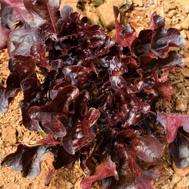 Leaf Lettuce Garden Seeds - Red Sails - 1 Lb - Non-GMO, Heirloom ...