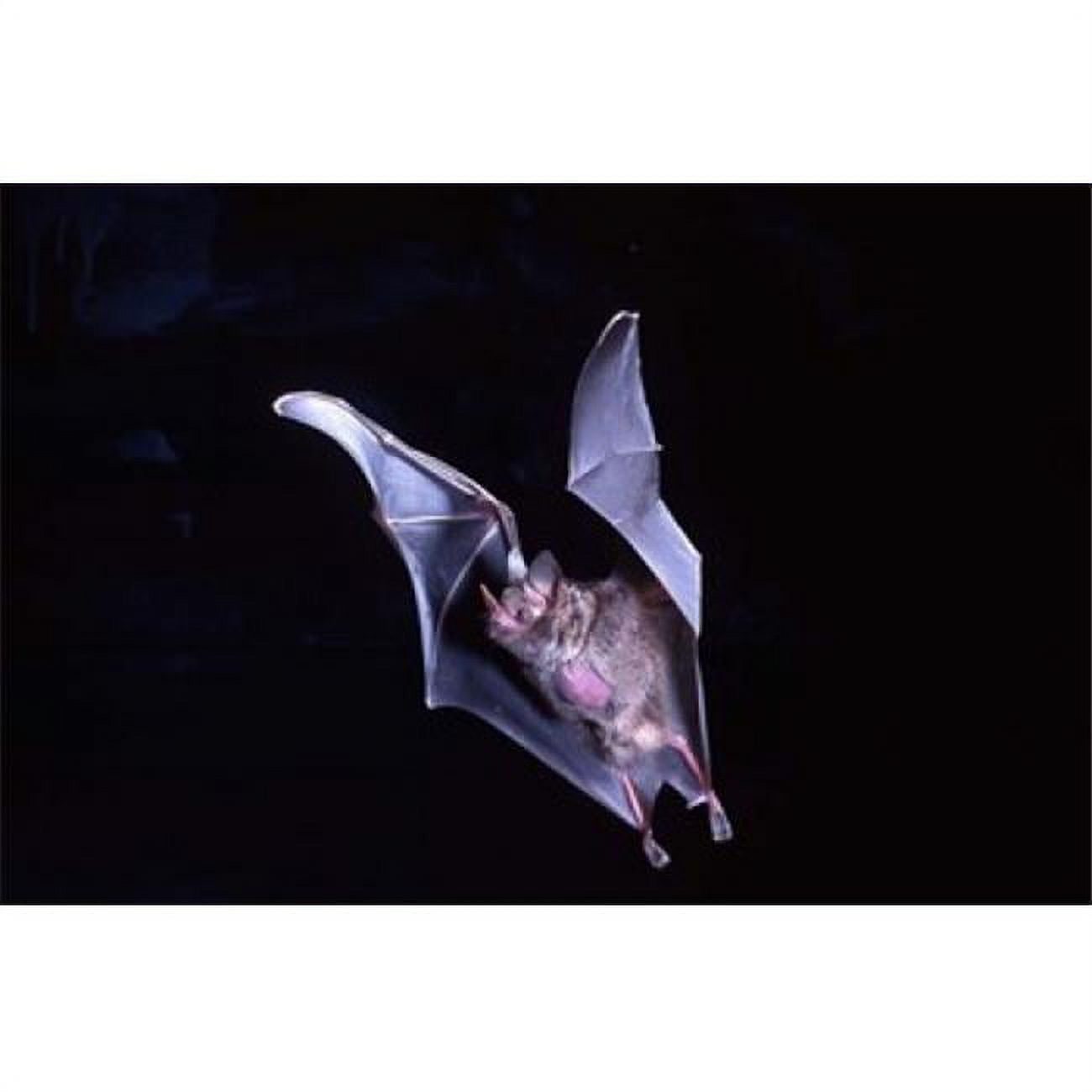 Leaf-Nosed Fruit Bat Wildlife Poster Print by David Northcott - 46 x 31 ...