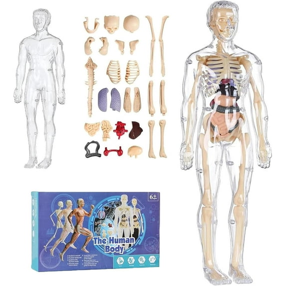 Learning Educational Toys - Human Skeleton Organ Models, 29-Pas 3D ...