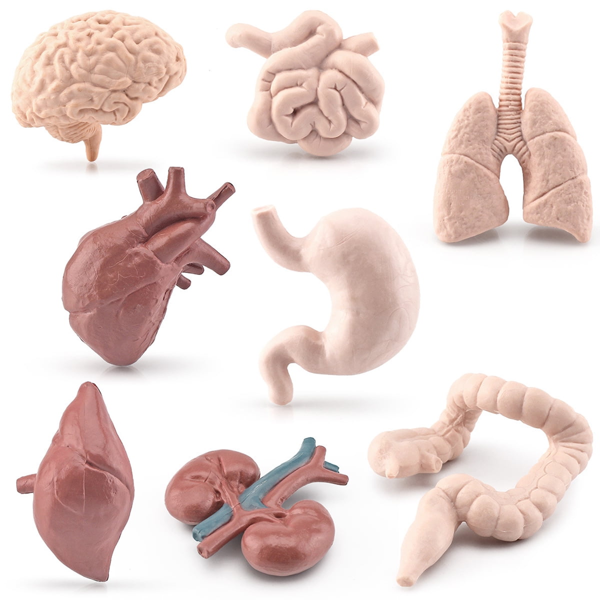 Learning Resources Anatomy Model - 8 Pieces, with Heart Brain Stomach ...