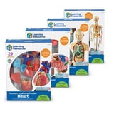 Learning Resources Anatomy Models Bundle Set - 4 STEM Anatomy ...