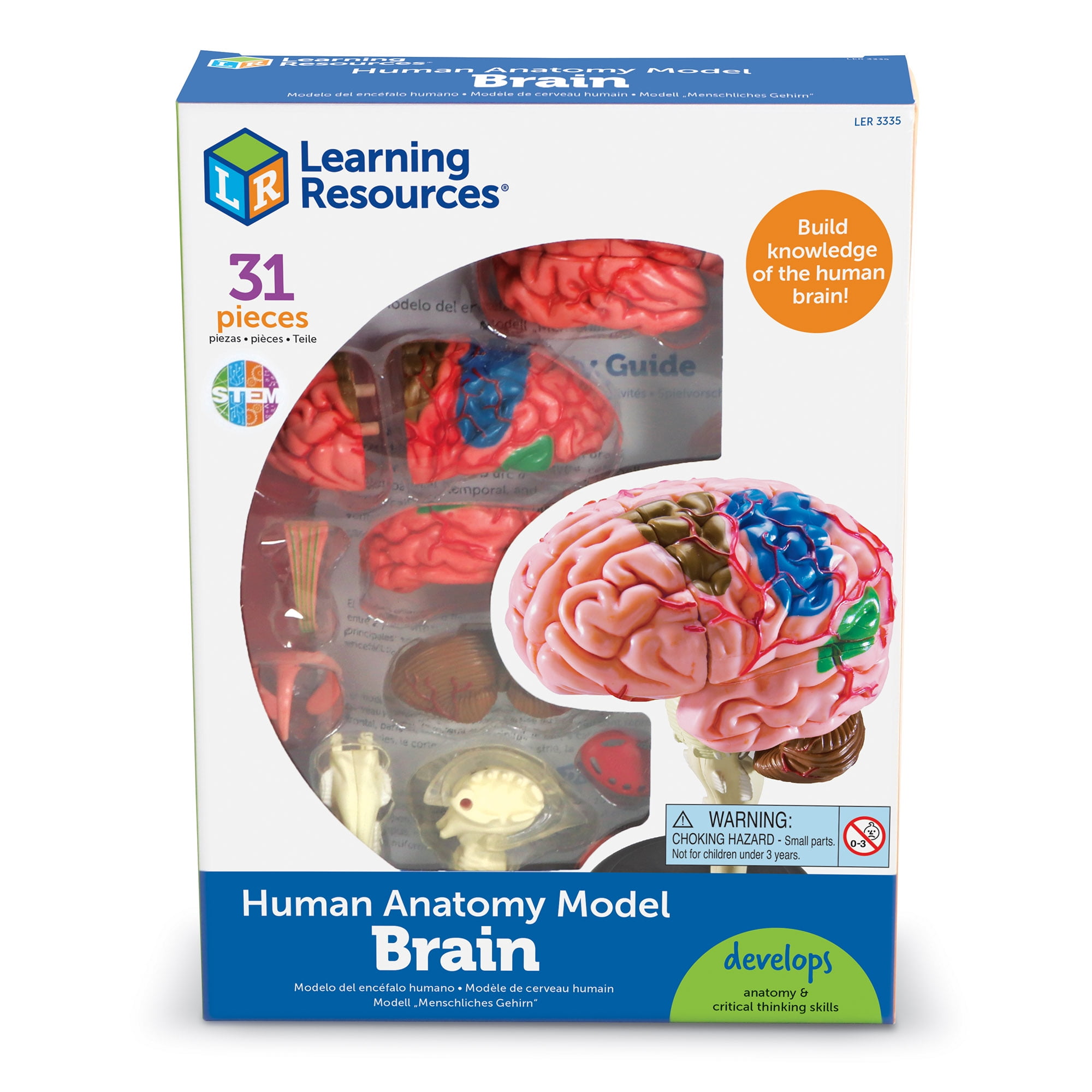 Learning Resources Brain Anatomy Model, Plastic, 31 Pieces - Walmart.com
