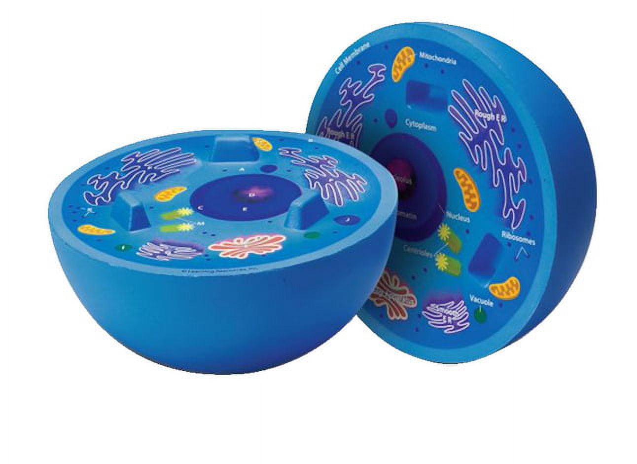 Learning Resources Cross-Section Animal Cell Model - Walmart.com