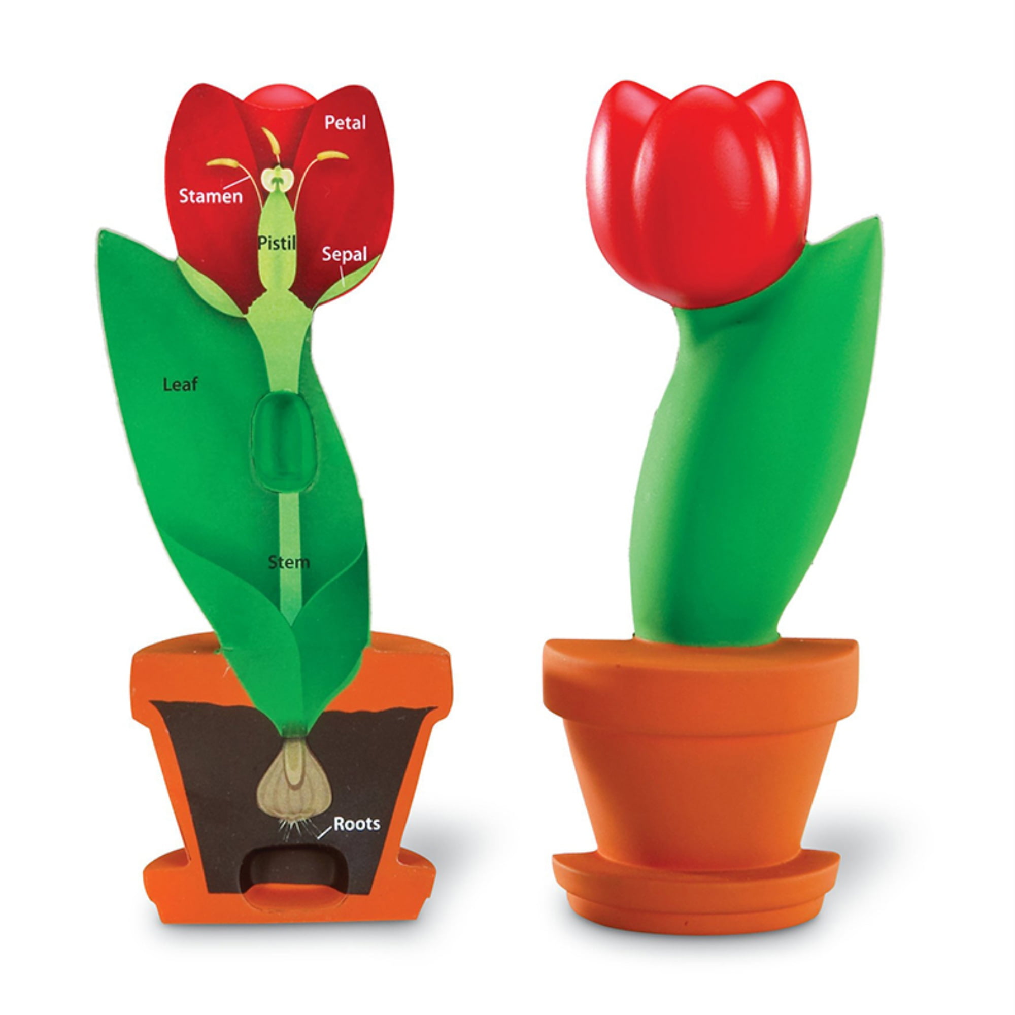 Learning Resources Cross-Section Flower Model - 2 Pieces, Ages 7 ...