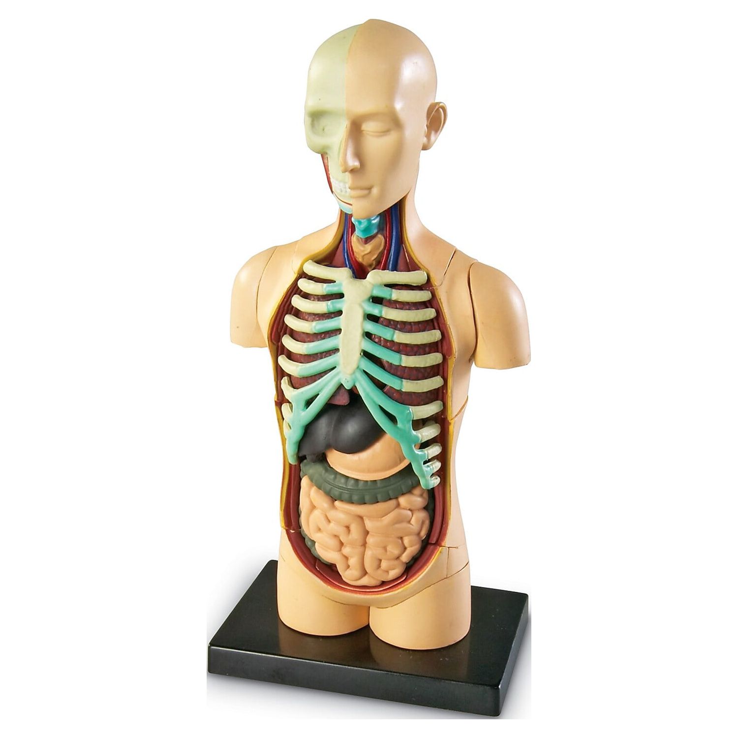 Learning Resources® Human Body Anatomy Model, 31 Pieces - Walmart.com