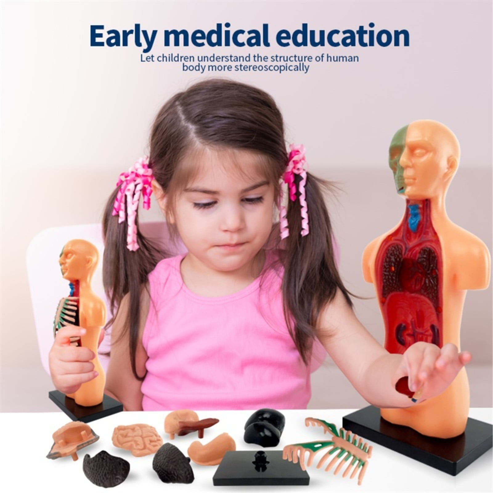 Learning Resources Human Body Model, Grades 3+, Ages 31+, Science ...