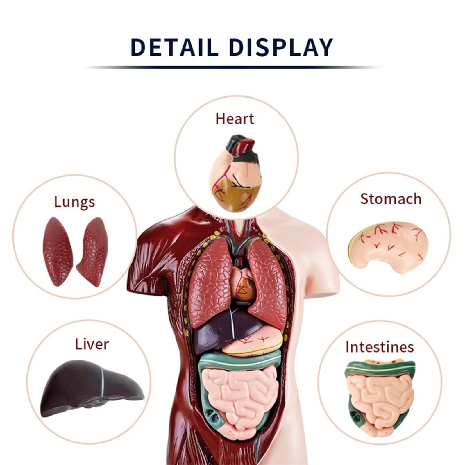 Learning Resources Human Body Model, Grades 3+, Ages 8+, Science ...