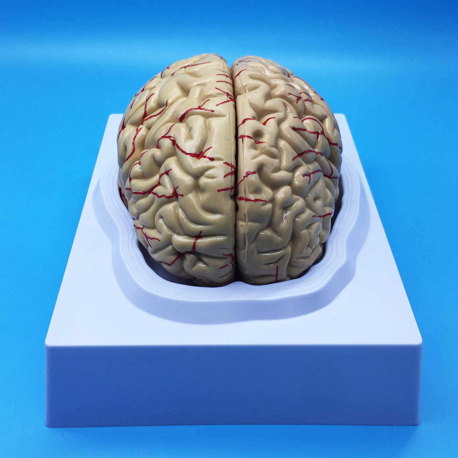 Learning Resources Human Brain DHF10 Anatomical Model, Anatomically ...