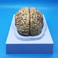 Learning Resources Human Brain SSF20 Anatomical Model, Anatomically ...