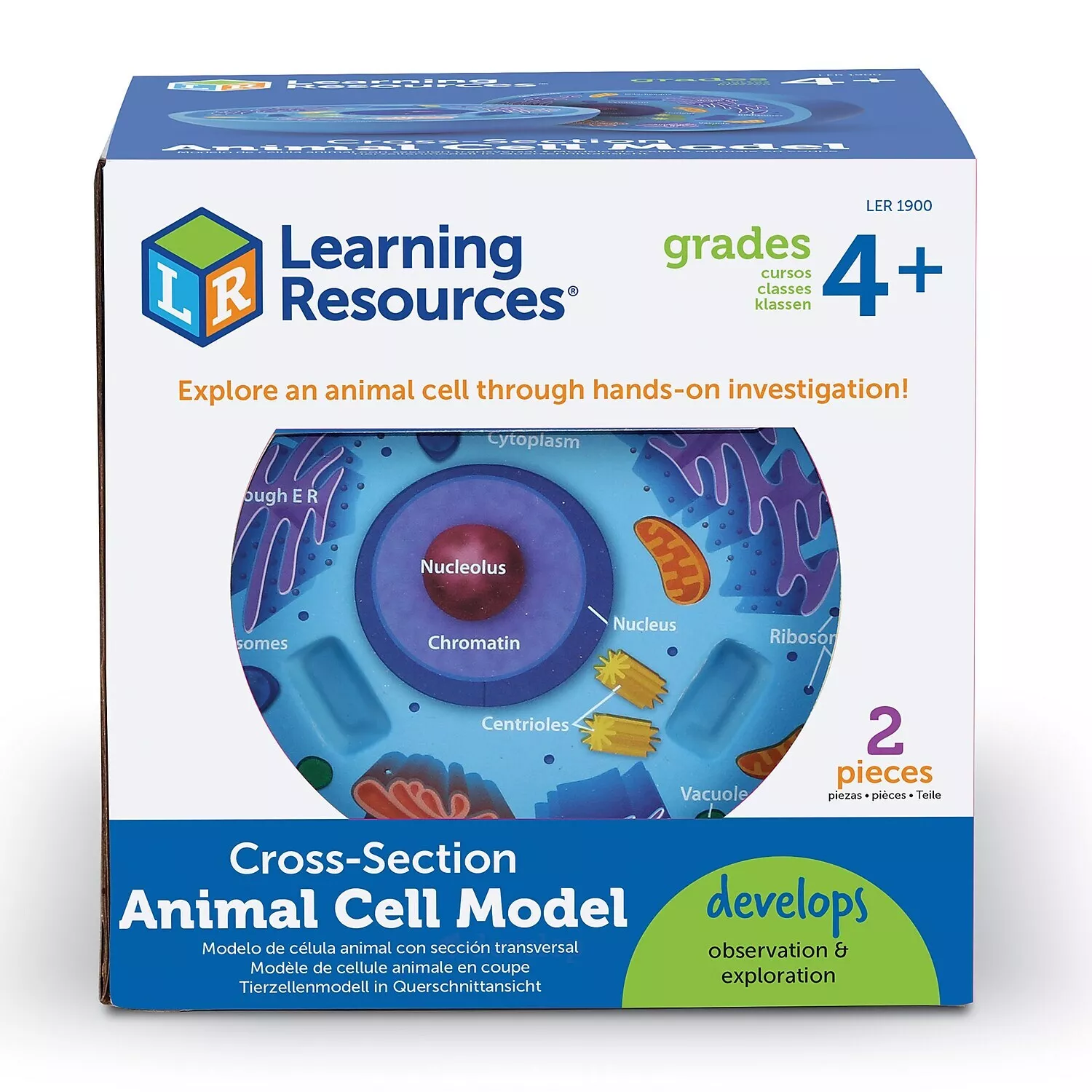 Learning Resources Plant Cell Crosssection Model 1901 - Walmart.com