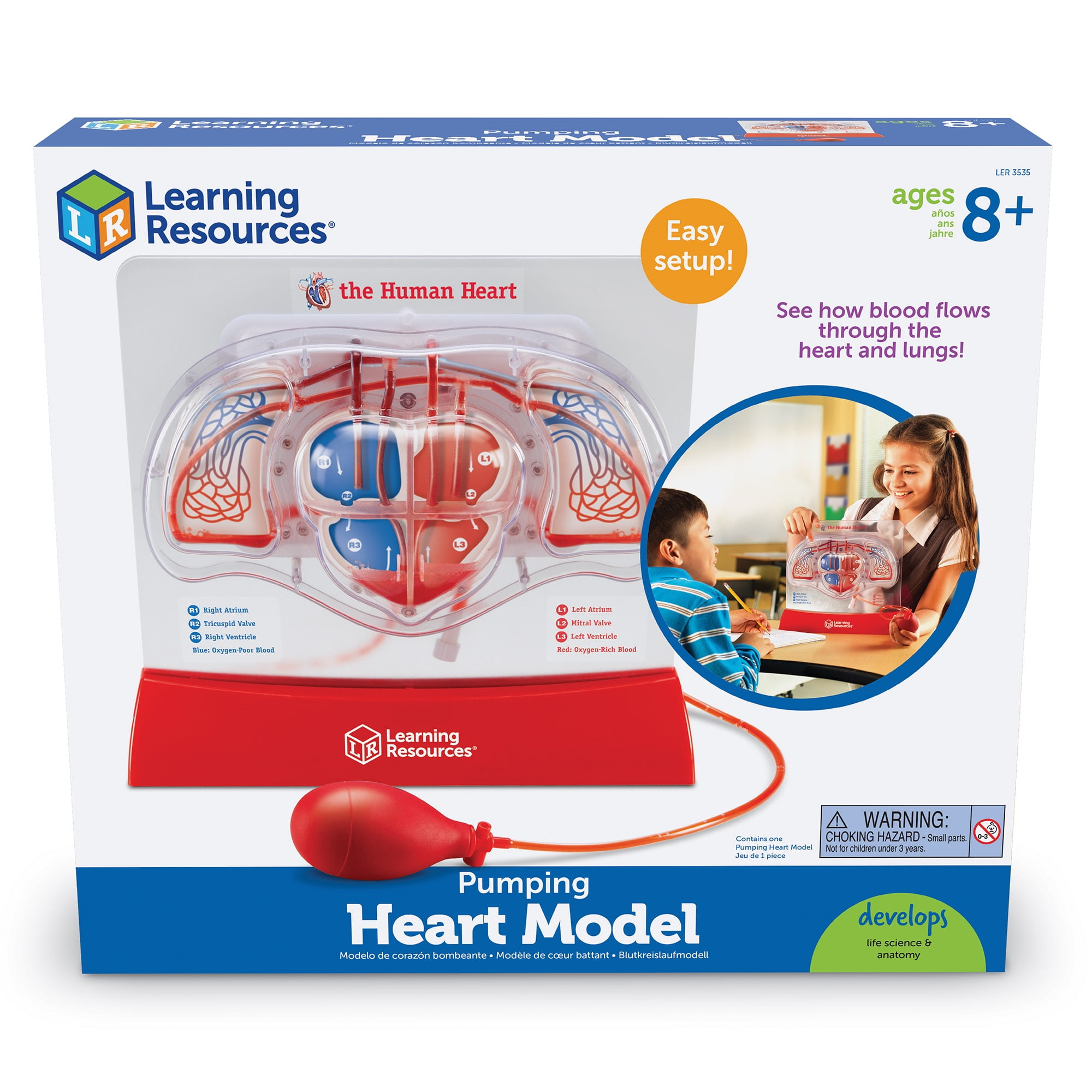 Learning Resources Pumping Heart Model with Labeled Heart Chambers ...