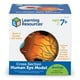 Learning Resources Soft Foam Cross-Section Eye Model - Boys and Girls Ages 5+ Science ...