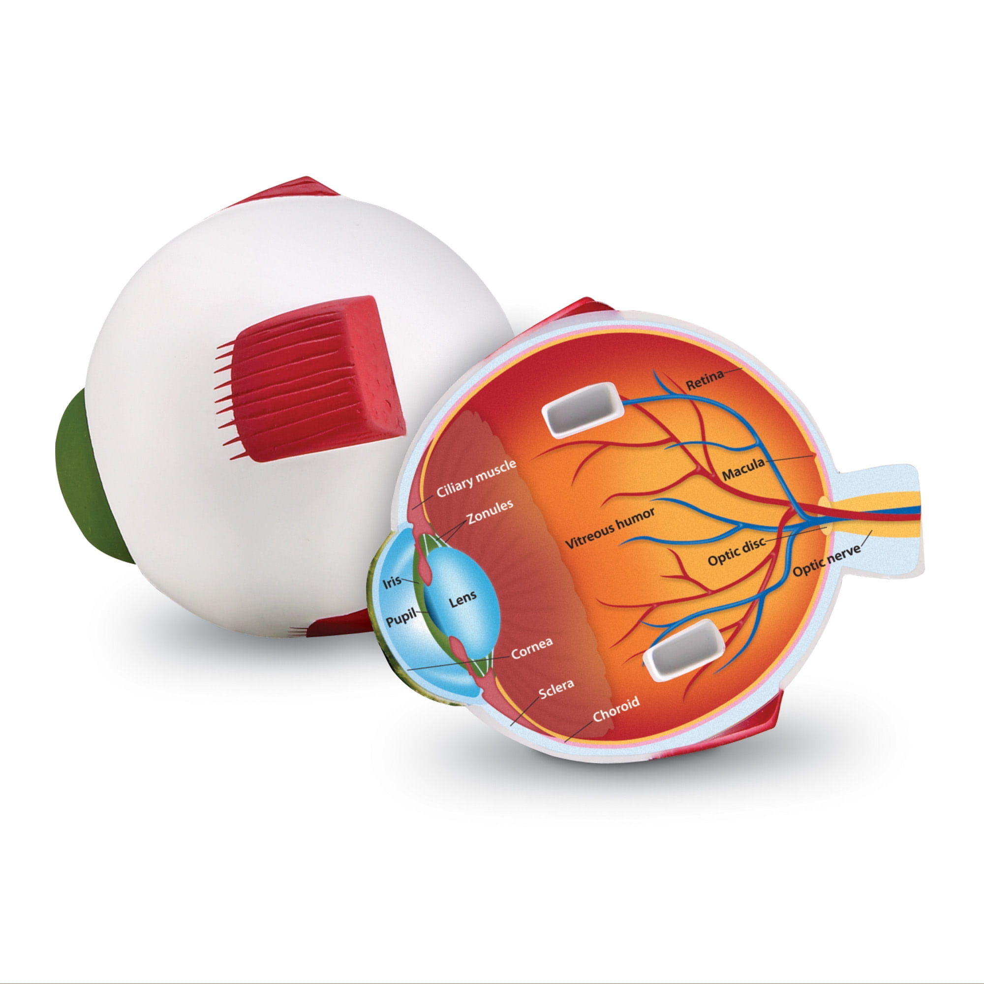 Learning Resources Soft Foam Cross-Section Eye Model, Science Set for ...