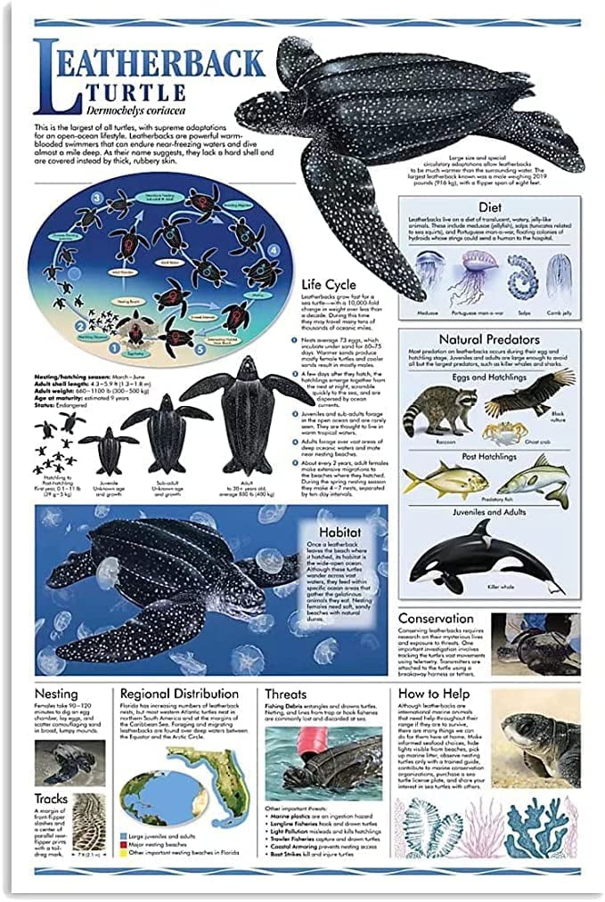 Leatherback Turtle Infographic Metal Aluminum Signs Kids Science ...