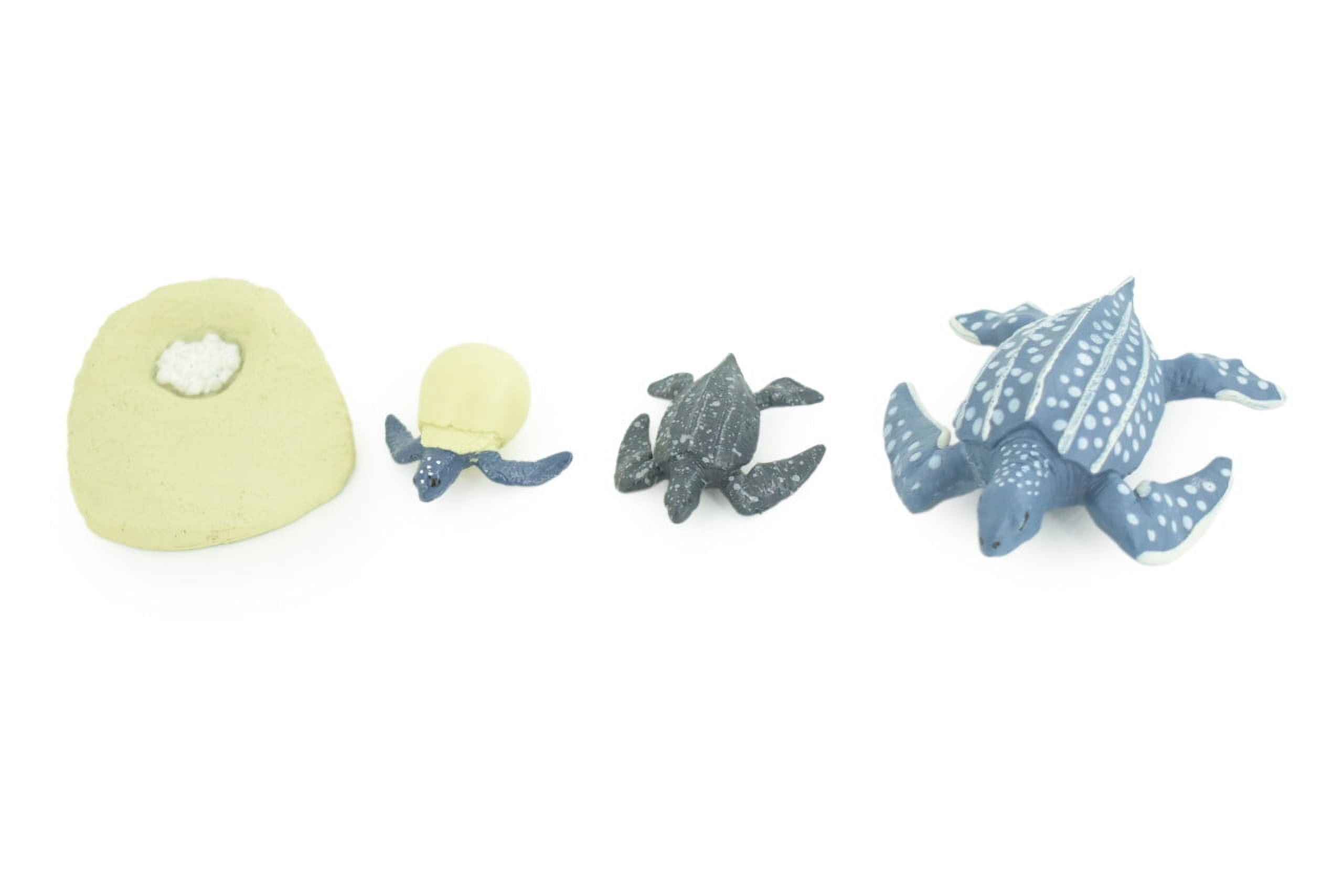 Leatherback Turtle Life Cycle, 4 Piece Set, Hand Painted, Educational ...