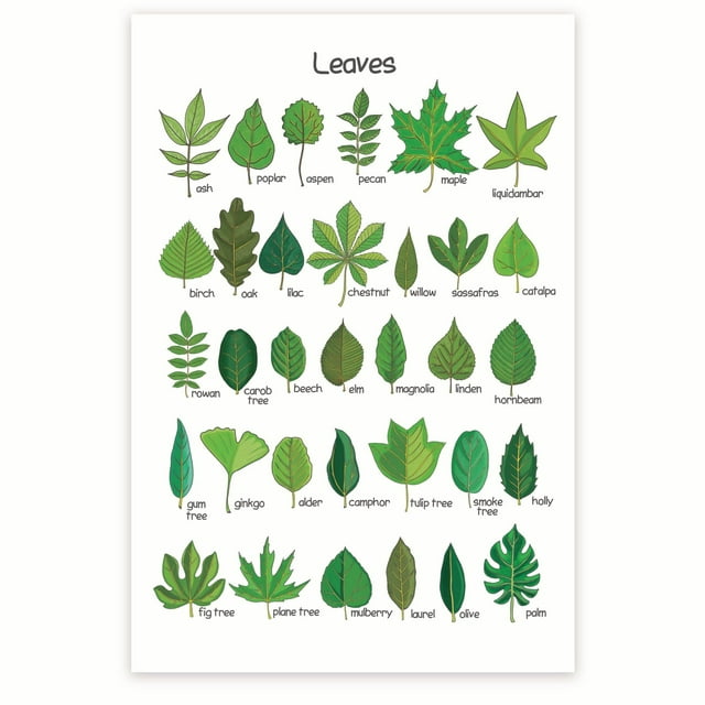 Leaves Chart Poster - Botany Classroom Poster - Leaf Shapes Poster ...