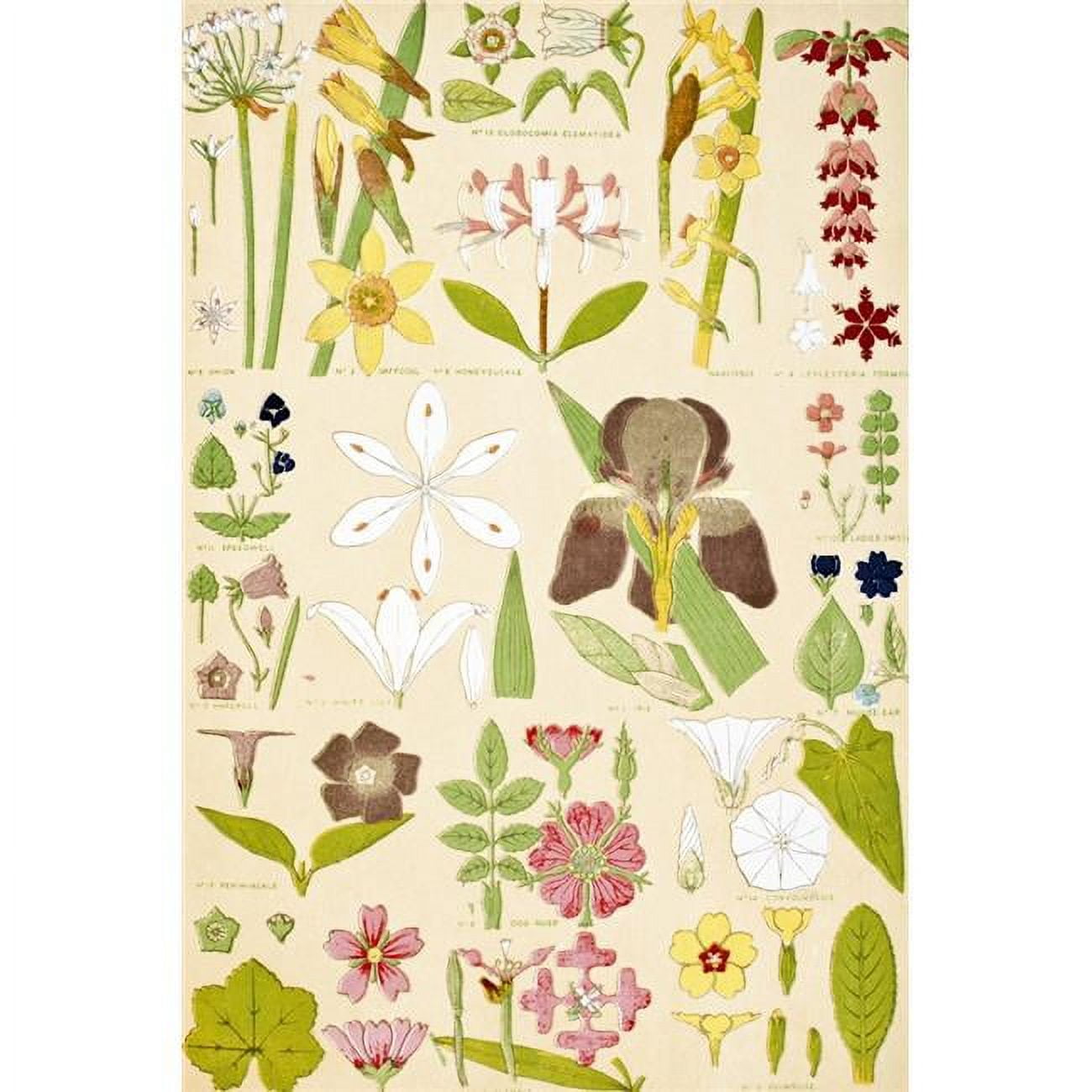 Leaves & Flowers From Nature No 8 Plate Xcviii From the Grammar of ...