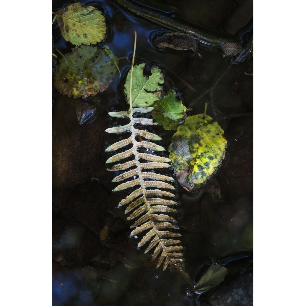 Leaves float in a stream; Elsie Oregon United States of America Poster ...