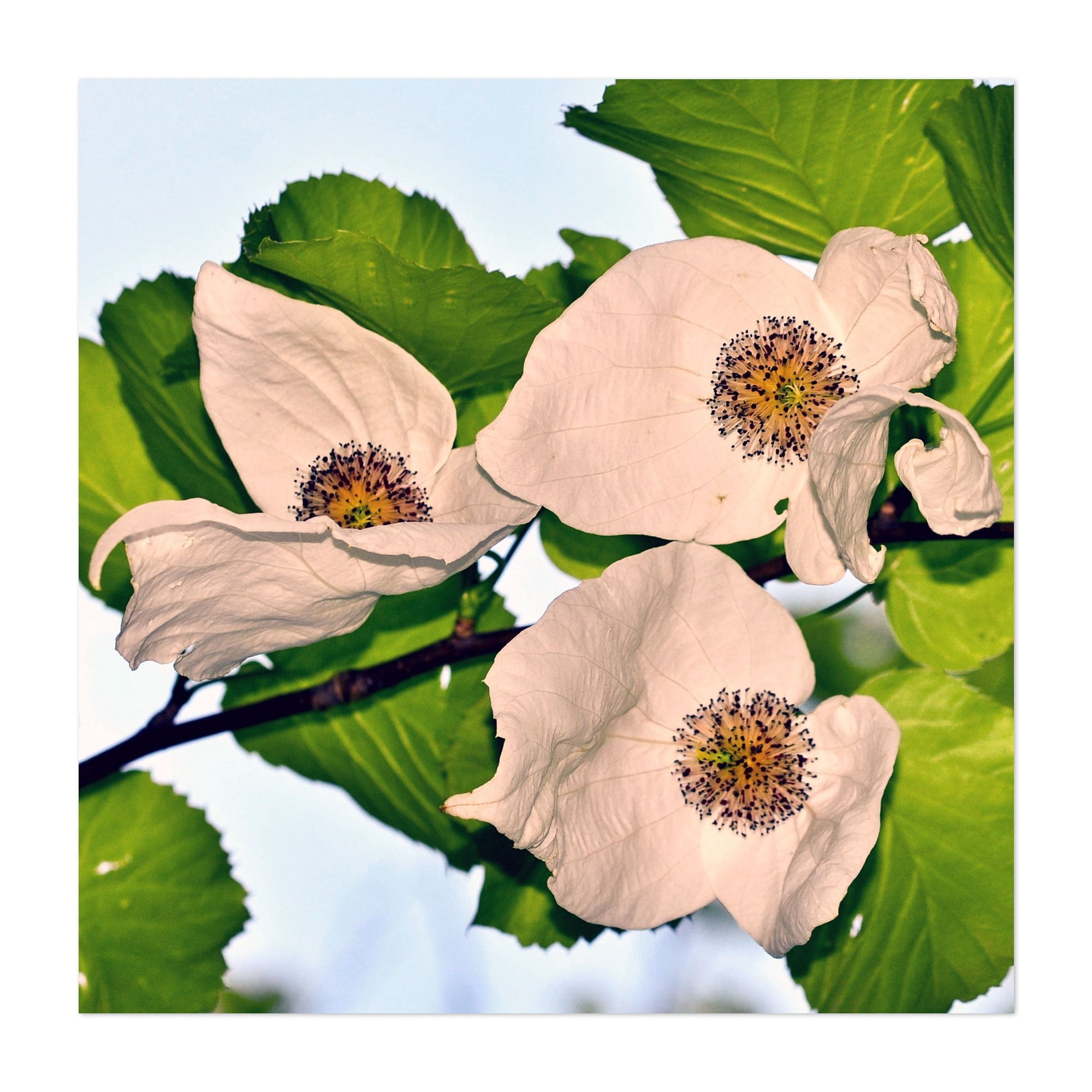Leaves of the handkerchief tree - Bezirk Pankow Berlin Germany ...