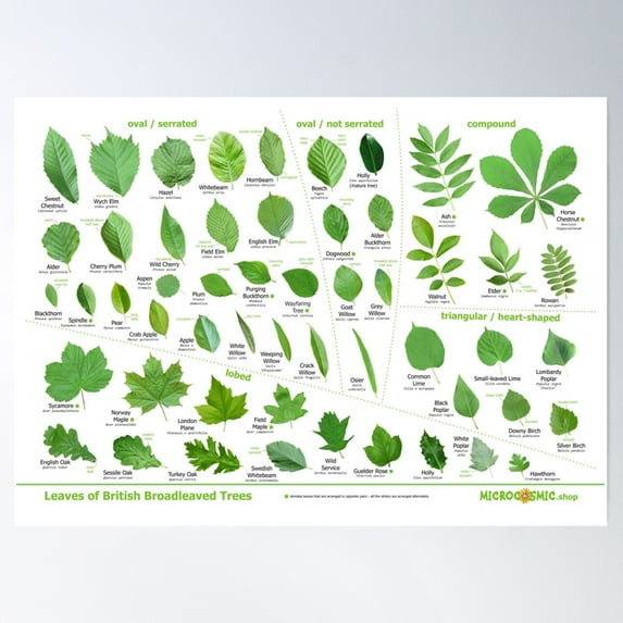 Leaves of British Trees - identification poster Poster, 12x18 UNFRAMED ...