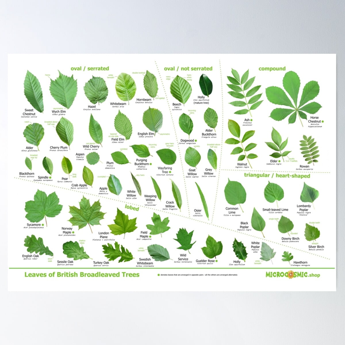 Leaves of British Trees - identification poster Poster, 8x12 UNFRAMED ...