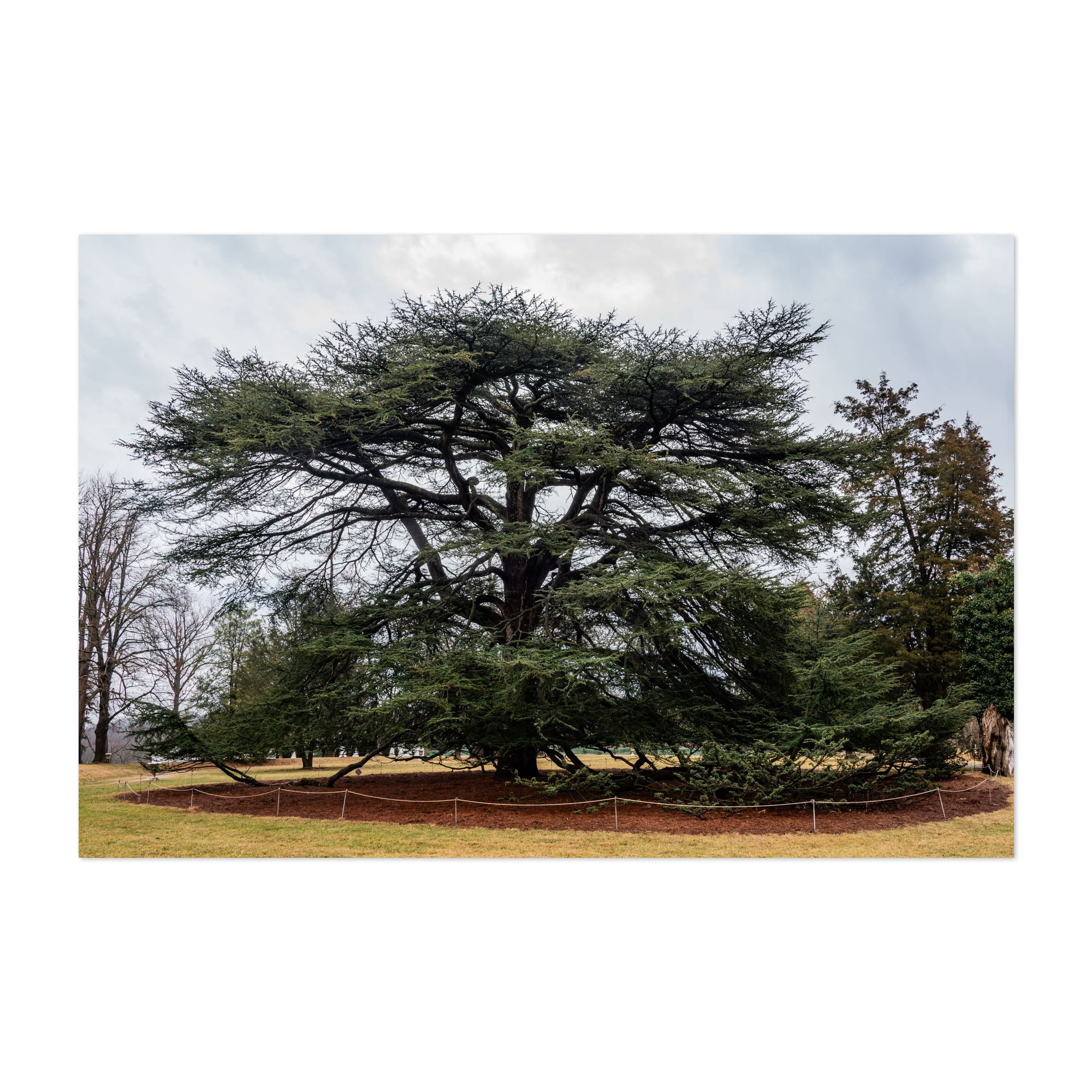 The Lebanon Cedar, Hampton National Historic Site, Maryland - Towson ...