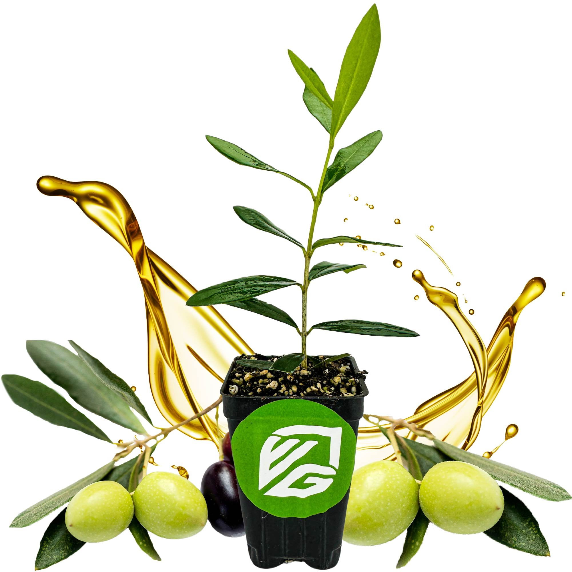 Walmart's Leccino Olive Tree - Quick-Growing Italian Olea Europaea for ...