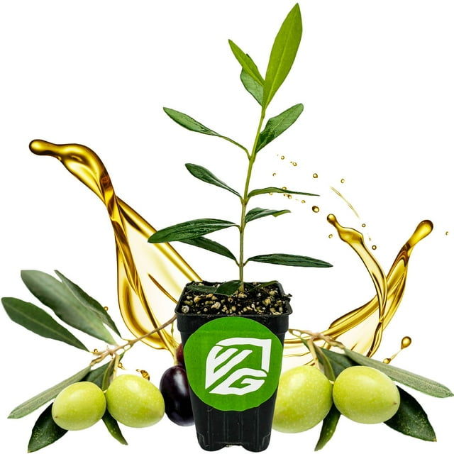 Walmart's Leccino Olive Tree - Quick-Growing Italian Olea Europaea for ...