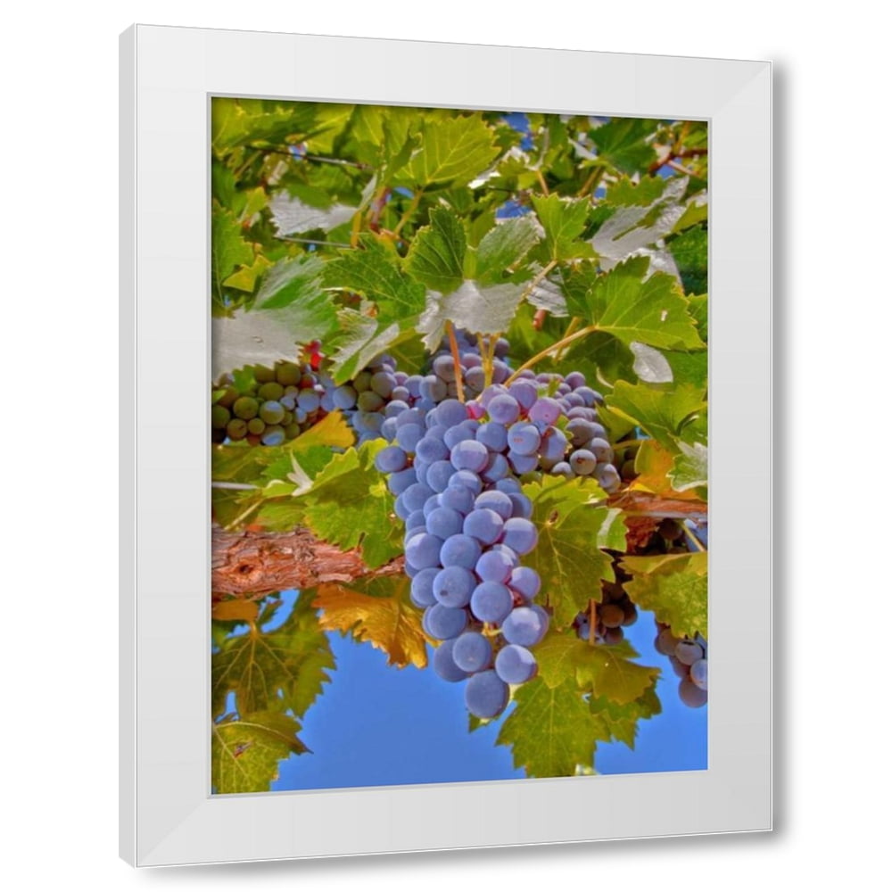 Lee Peterson 11x14 White Modern Wood Framed Wall Art Titled - Cougar ...