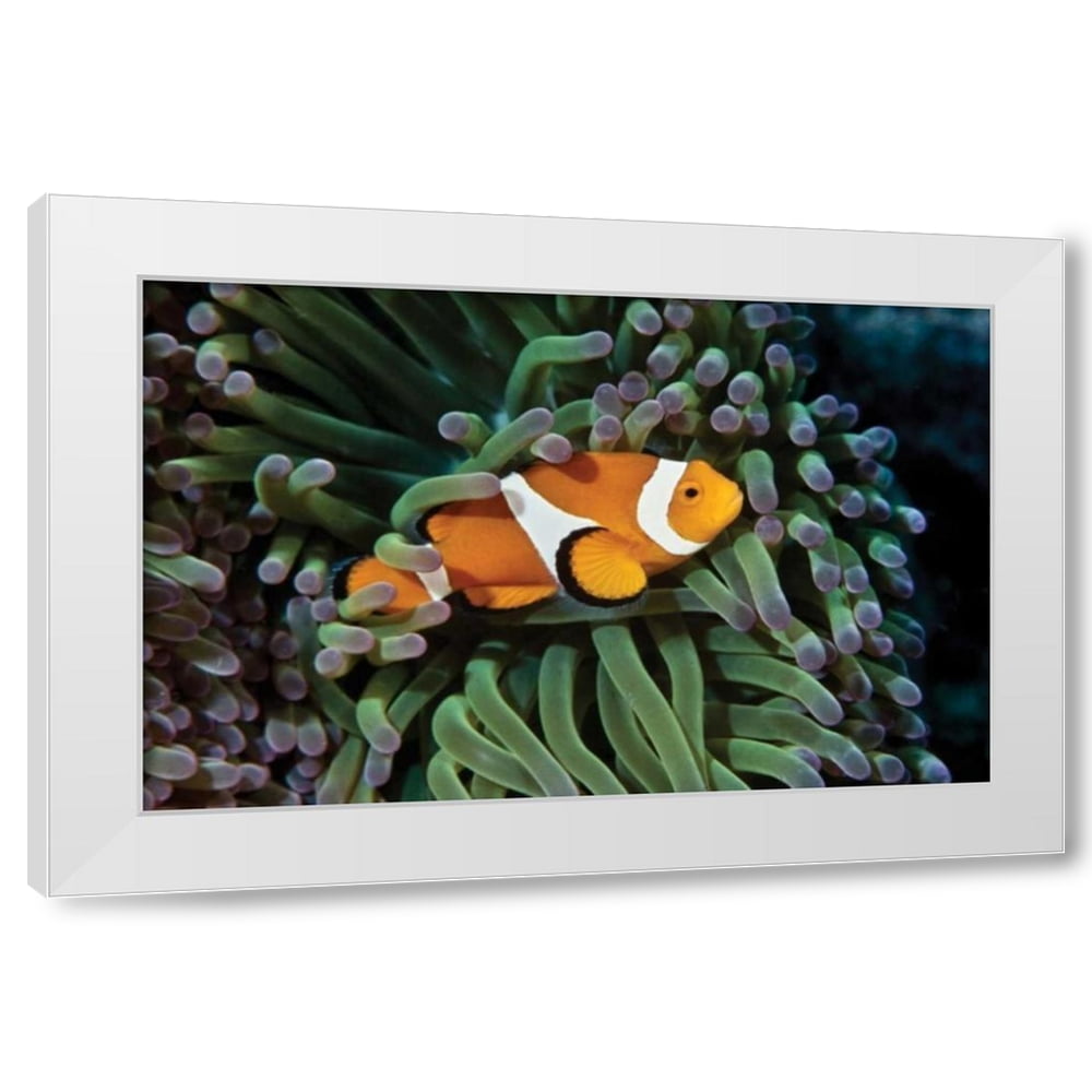 Lee Peterson 14x10 White Modern Wood Framed Wall Art Titled - Fish III ...