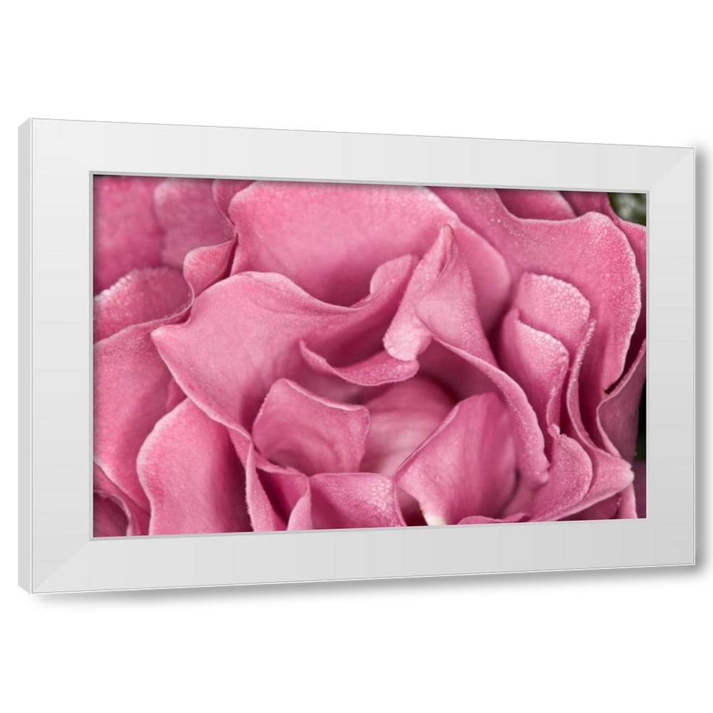 Lee Peterson 14x11 White Modern Wood Framed Wall Art Titled - Rose Up ...