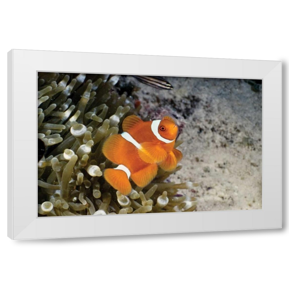 Lee Peterson 32x22 White Modern Wood Framed Wall Art Titled - Fish IV ...